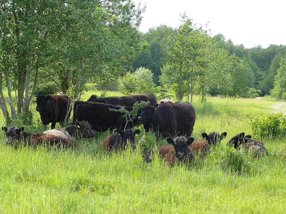 Auf den Wilden Weiden seltene Tiere und Pflanzen schützen! - Wi mook dat.